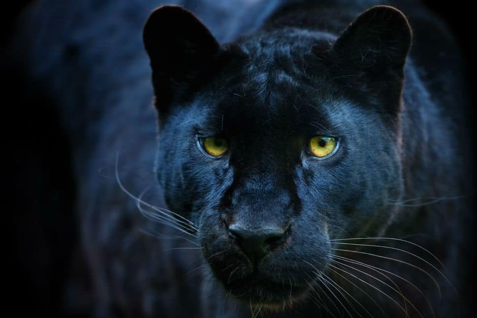 Rare Black Leopard Spotted in Kenya - Biotech Today