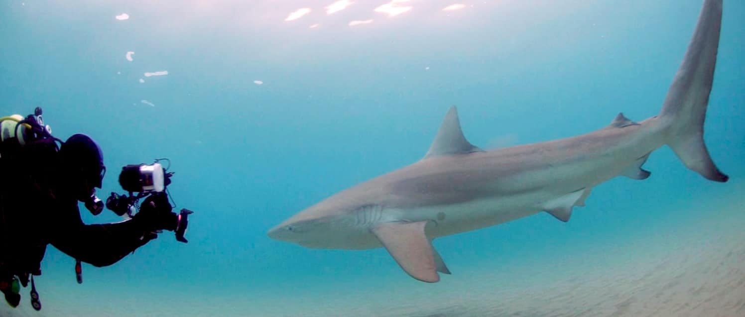 Why Are Sharks Settling Off Israel's Coast? - Biotech Today