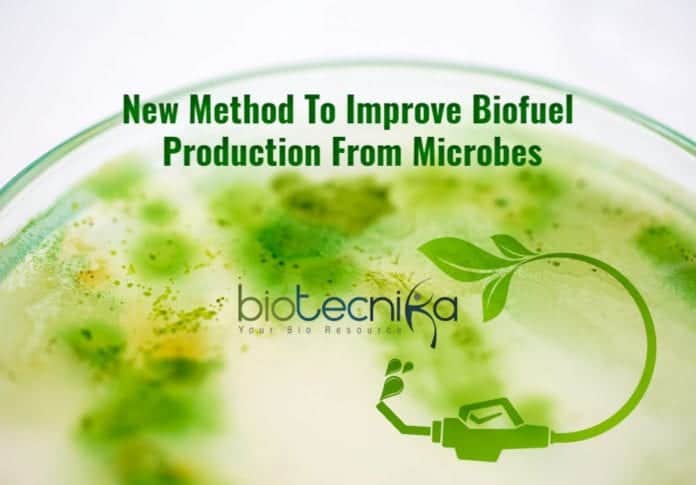 ICGEB Scientists’ New Method To Boost Biofuel Sector - Biotech Today