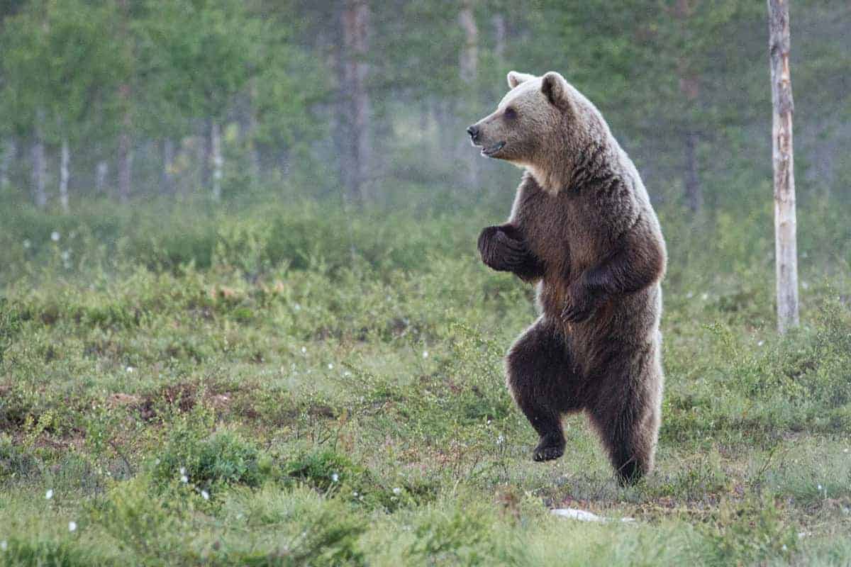 Stock market's 'Bearmageddon' scenario appears to have occurred ...