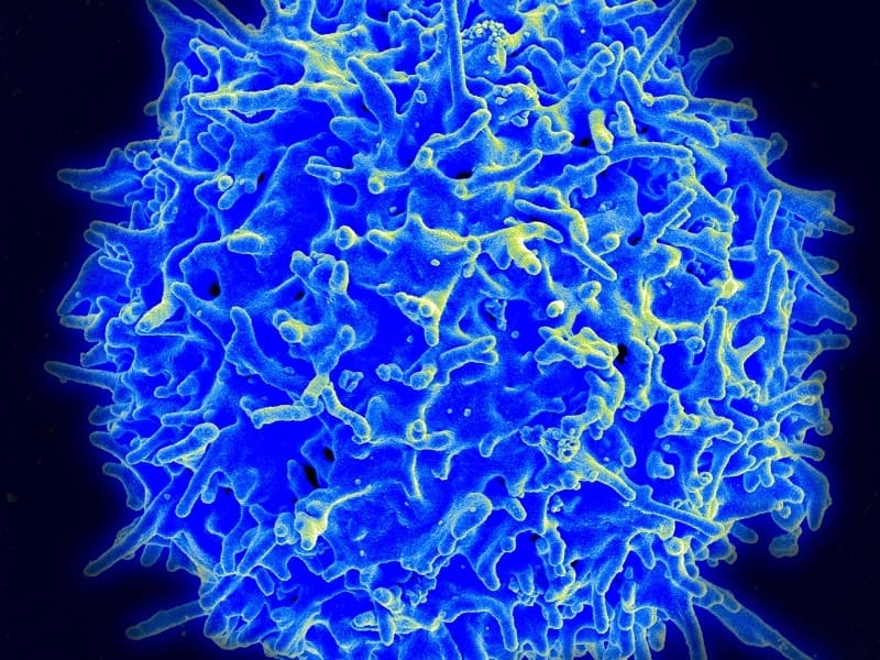 Bayer backs Triumvira to take CAR alternative into clinic - Biotech Today