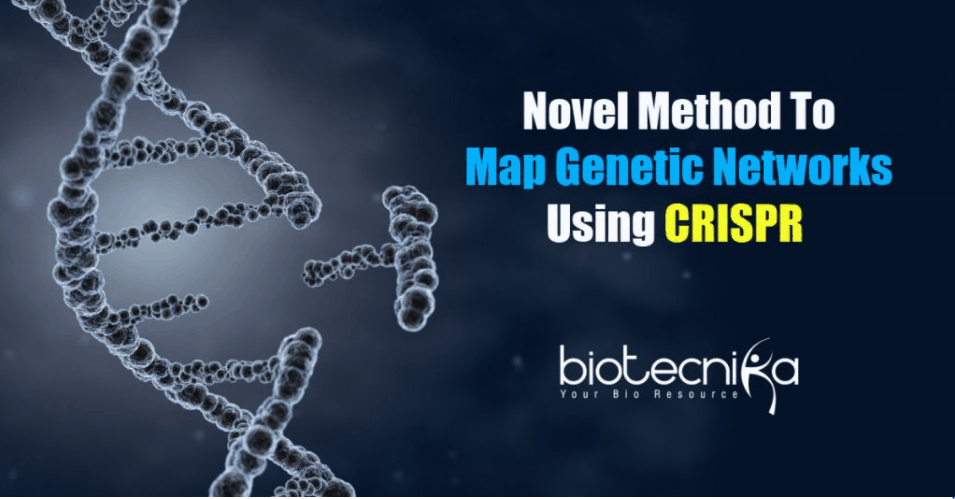 Using CRISPR To Map Genetic Networks – Easier Method! - Biotech Today