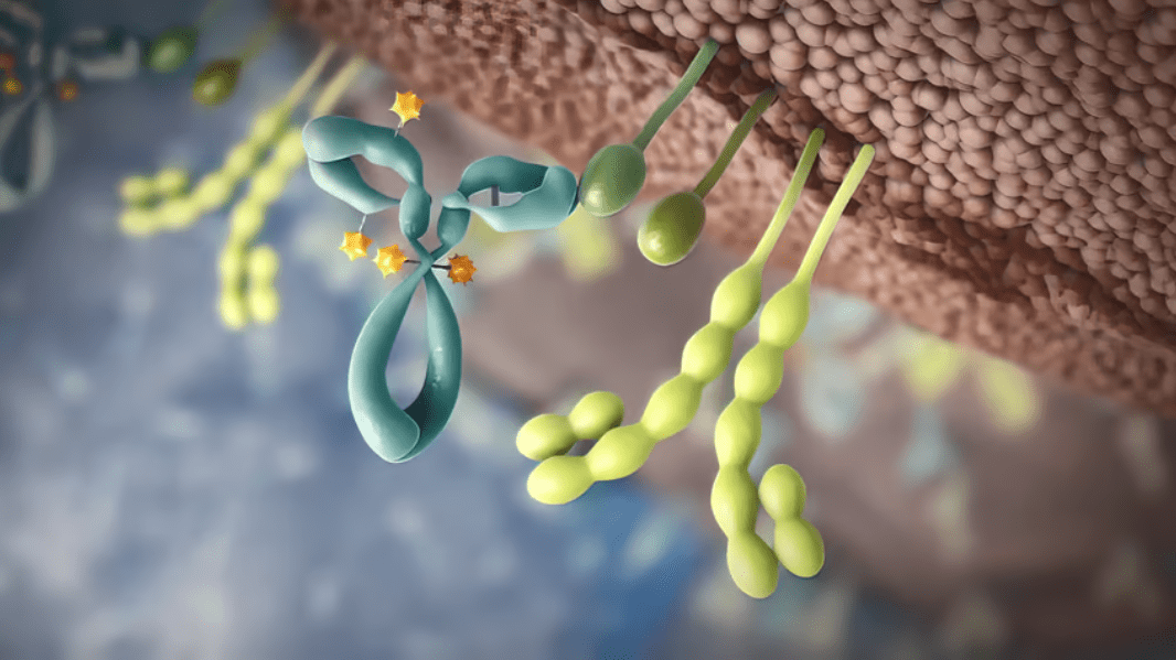 Suturing at the cellular level: Creating synthetic sticky molecules to ...