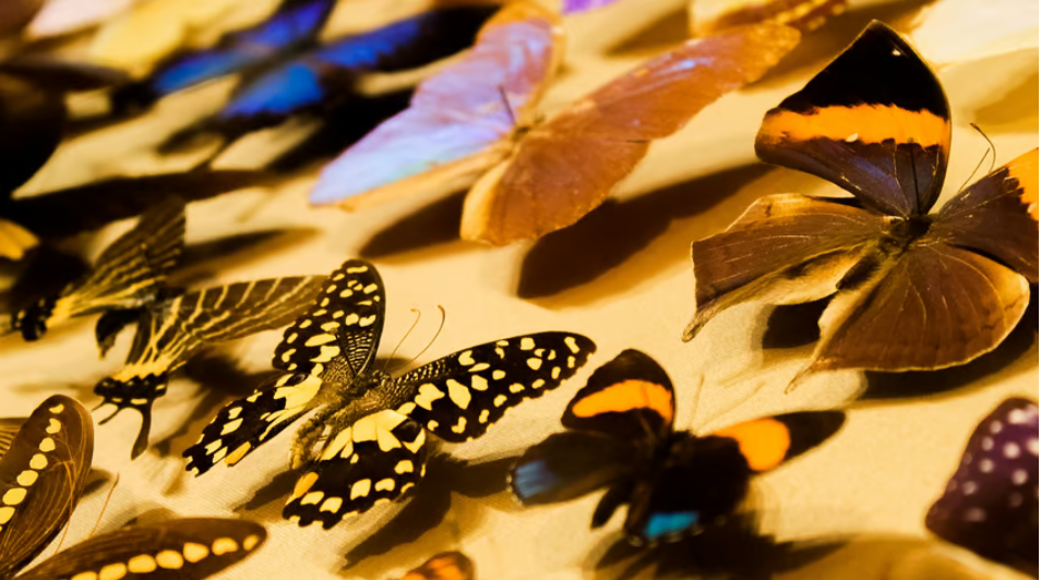 Butterfly Network pins down new CEO, tapping former Caption Health exec ...