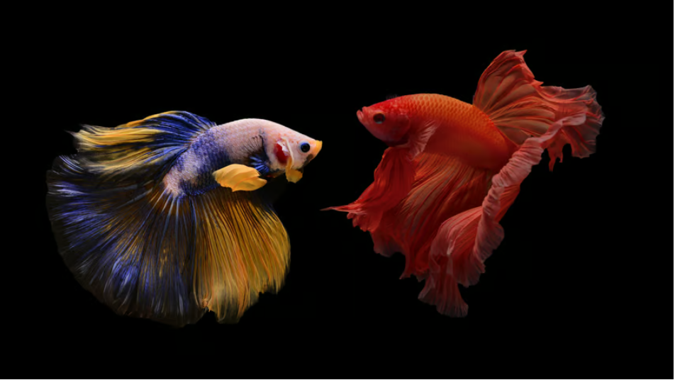 C4 joins Betta's tank to bring lung cancer therapy to greater China ...