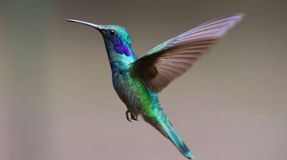 Hummingbird Diagnostics buzzes with lung cancer blood test results ...