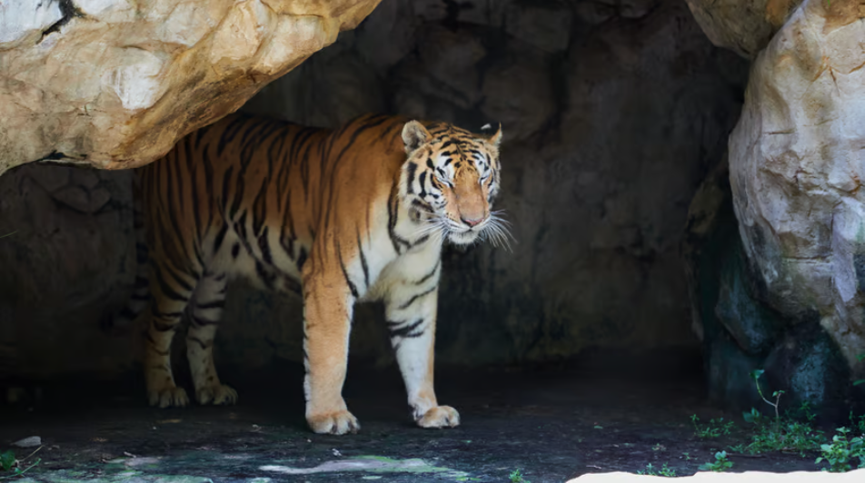 Chinese CRO Tigermed debuts new HQ den in Hong Kong - Biotech Today