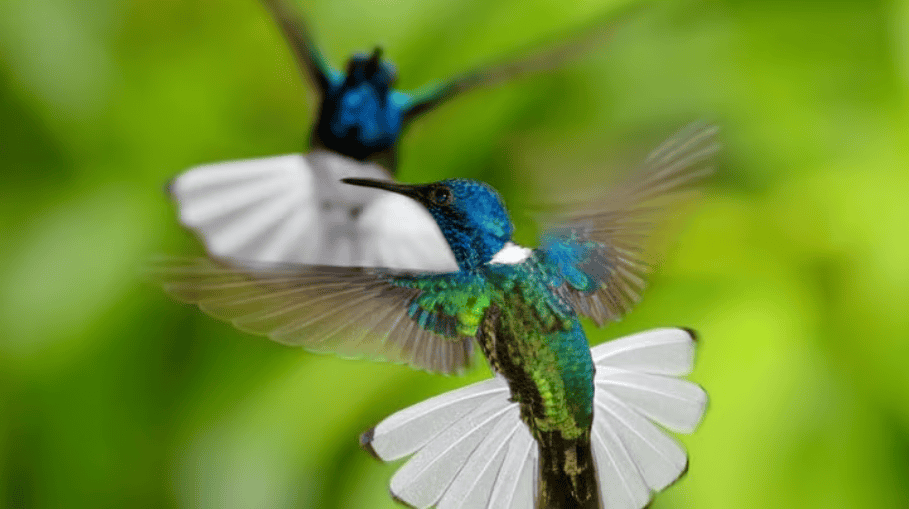 Hummingbird's HER3-targeted ADC entices Endeavor to sign $430M ...
