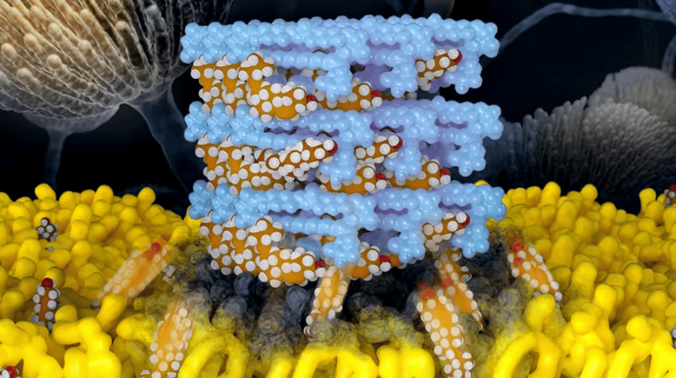 Potent new drug has all the power of nature's strongest antibiotic ...