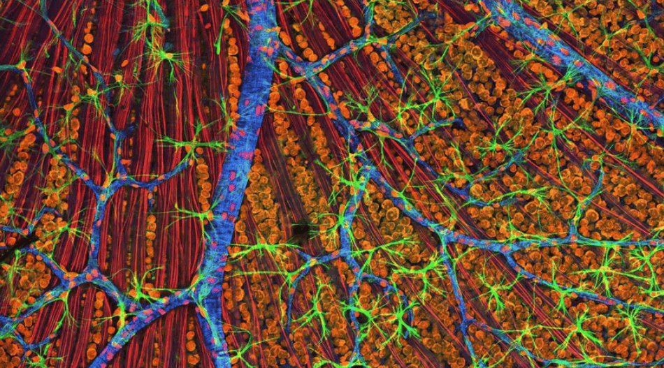 Quest Diagnostics carves out PathAI's digital pathology lab, plots AI ramp-up - Biotech Today