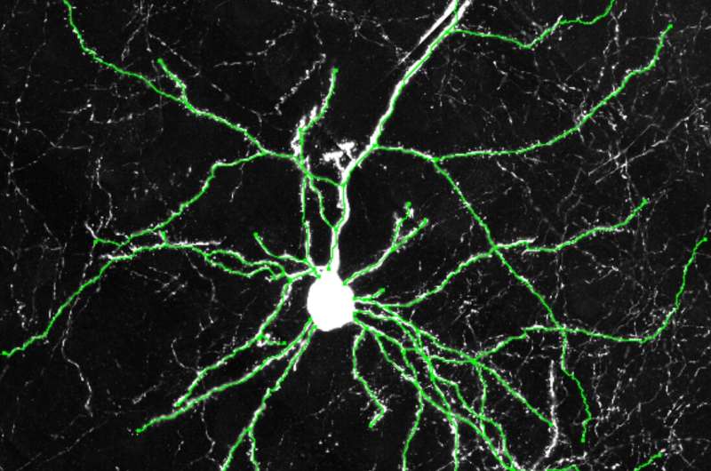 Human CLOCK gene enhances brain connectivity and mental flexibility in ...