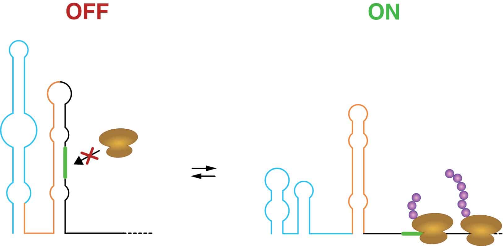 Shapeshifting RNA switches regulate gene activity in cells - Biotech Today