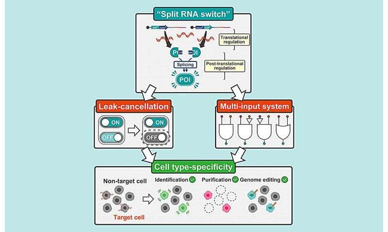 Split RNA switch system boosts precision of cell-specific gene ...