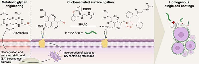 Sugar-coated 'sticky' stem cells could unlock surgery-free liver ...