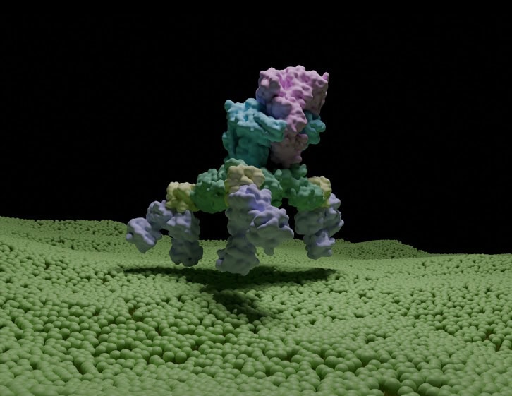 Complete Botulinum Toxin Complex Structure Revealed Through Cryo-EM ...