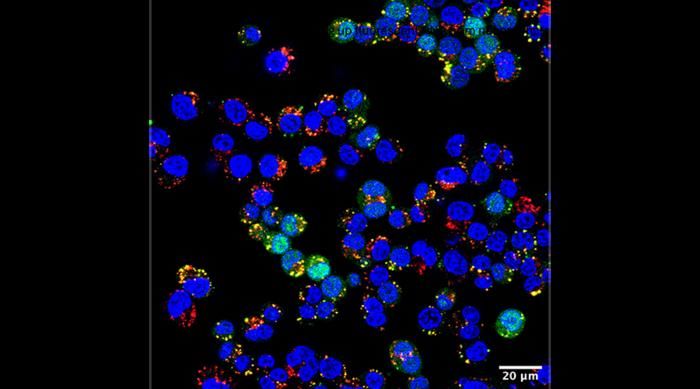 Self-Assembling Nanoparticles at Room Temp Could Transform Drug ...