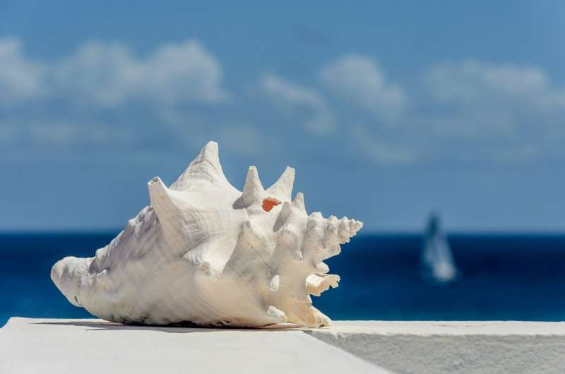 Ancient practice of blowing through a conch shell could help treat ...