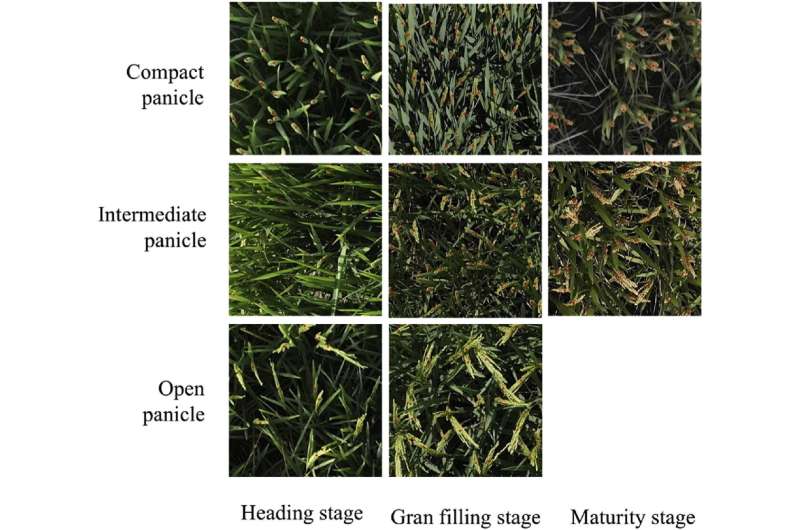 Deep learning tool sets benchmark for accurate rice panicle counting across growth stages ...