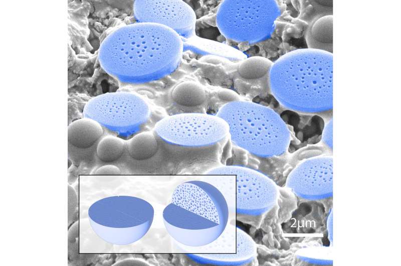 Study reveals simple peptides can mimic nature's protein protection ...