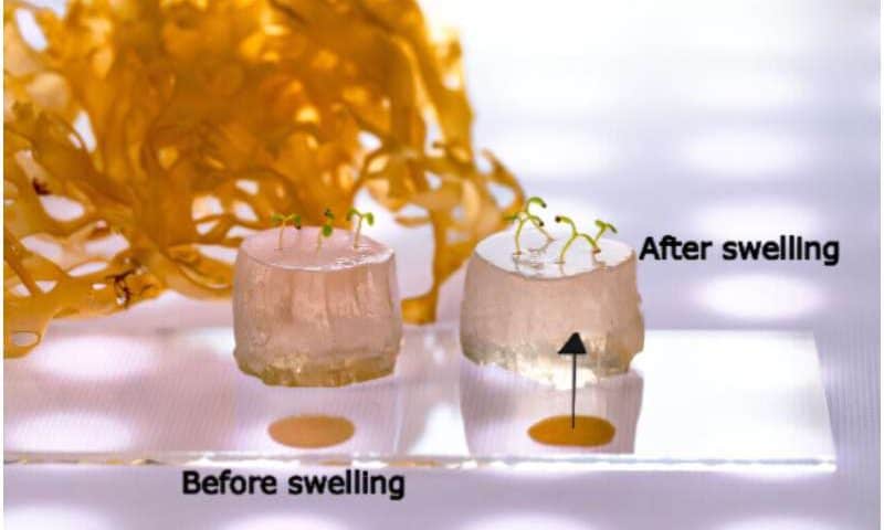 Super-absorbent hydrogel for soilless farming enables plants to thrive ...