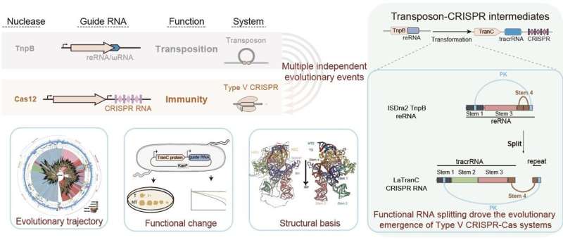 Scientists reveal functional RNA splitting mechanism behind origin of ...