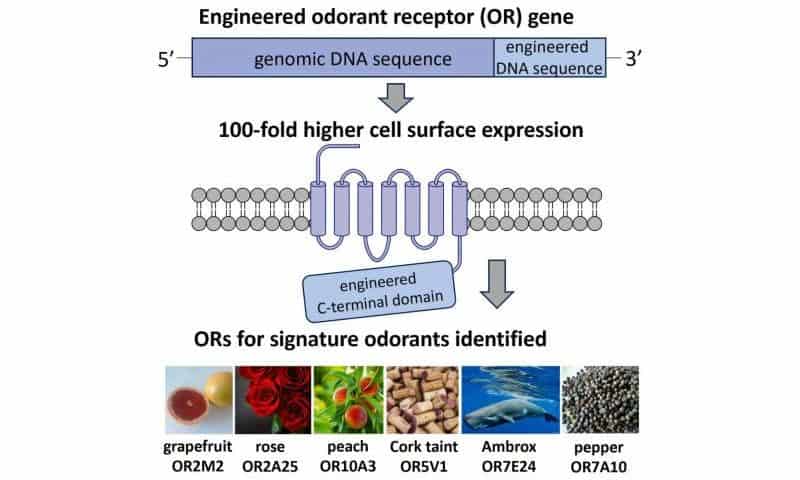 Lab-boosted olfactory receptor reveals new insights about how our sense ...