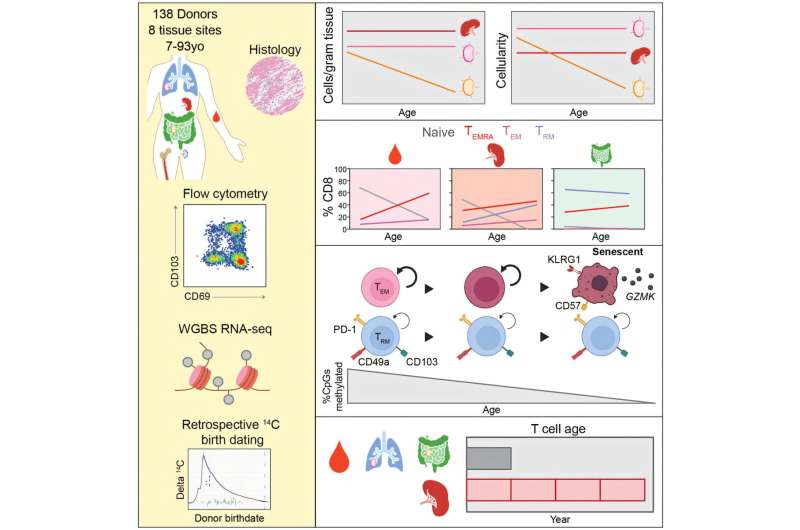 Not all immune cells are created equal: Memory T cells in tissues ...