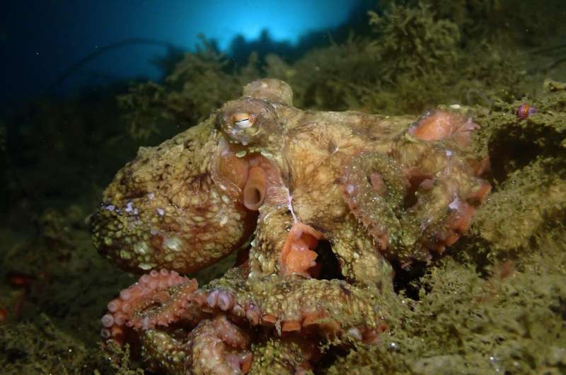 Scientists produce powerhouse pigment behind octopus camouflage ...