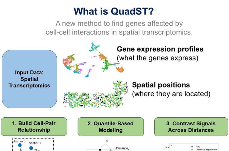 Scientists build virtual tissue tools to map how cells talk in disease ...