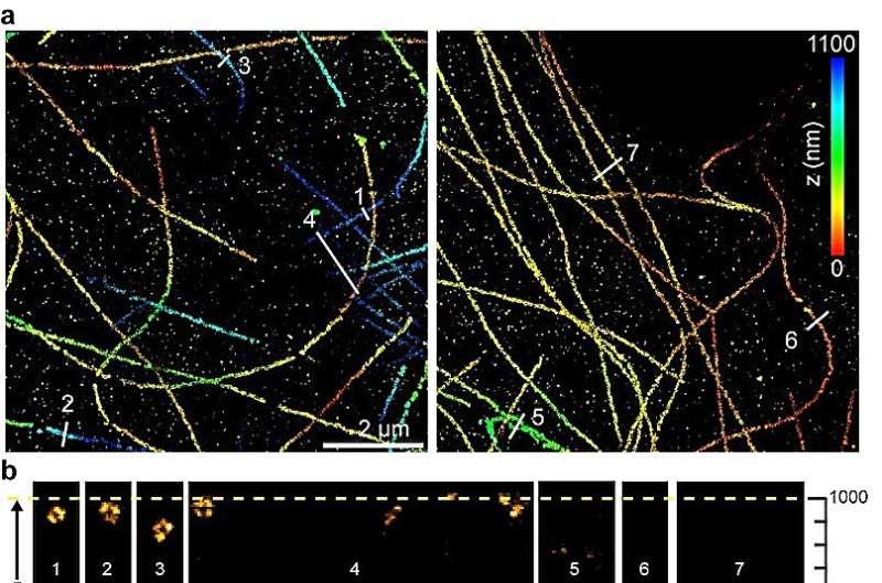 ROSE-3D advances isotropic 3D super-resolution microscopy - Biotech Today