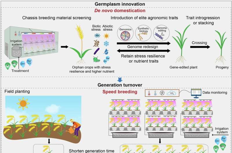 AI-driven breeding strategy aims to boost orphan crops for food ...