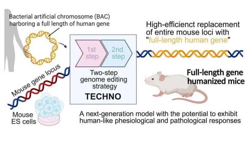 Two-step genome editing enables creation of full-length humanized mouse ...