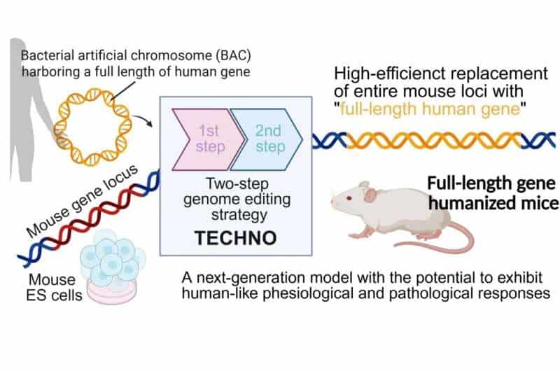 Two-step genome editing enables creation of full-length humanized mouse ...